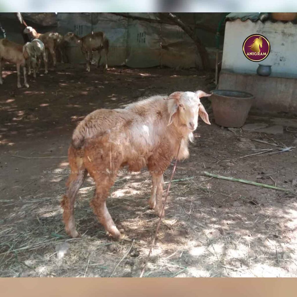 Breed name- Keda(Shimoga📍)Verified seller – Anigram